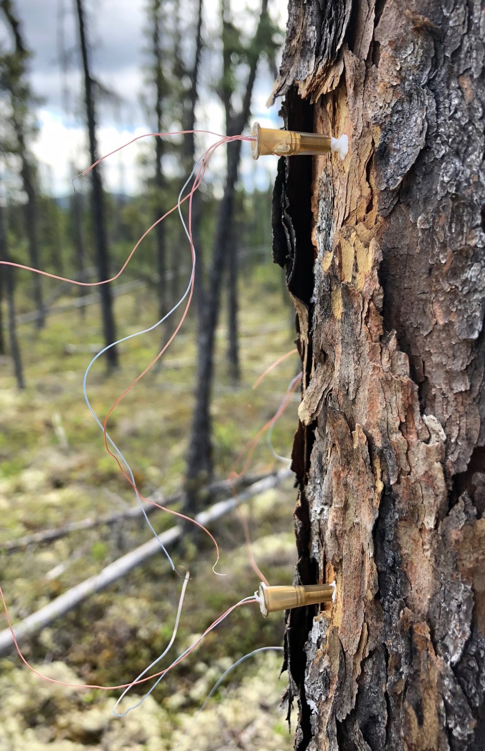 Forêt boréale : comment les arbres gèrent-ils leur consommation d’eau ...
